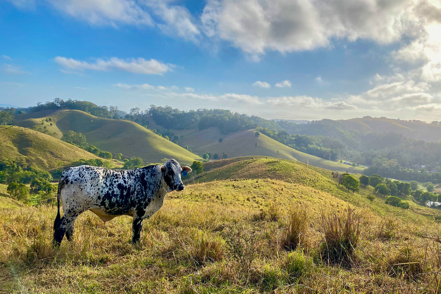 NoosaBiosphereTrails - Outdoors Queensland