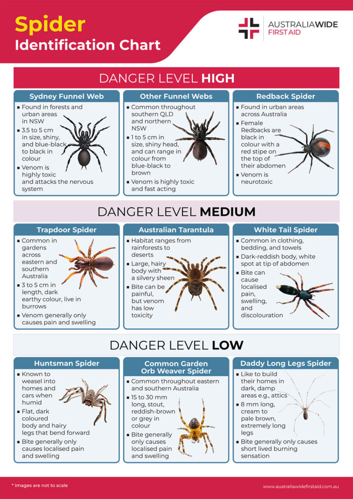 Spider-identification-chart - Outdoors Queensland